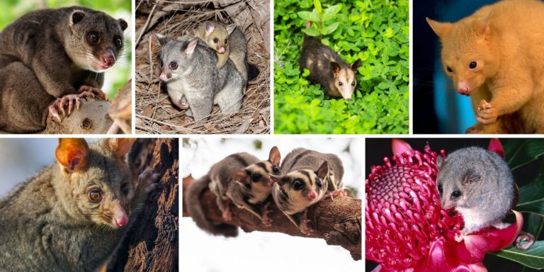 Meet the Possum – AnimalPages