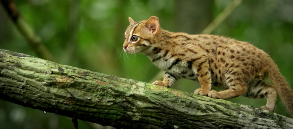 Meet the Rusty-Spotted Cat – AnimalPages