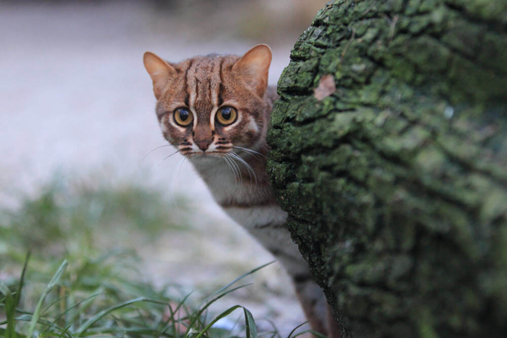 Meet the Rusty-Spotted Cat – AnimalPages