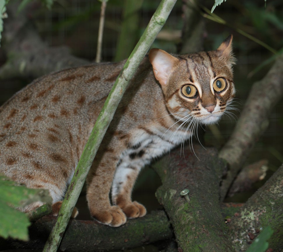 Meet the Rusty-Spotted Cat – AnimalPages