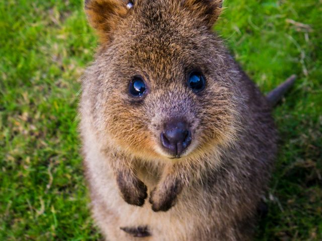 Meet the Quokka – AnimalPages