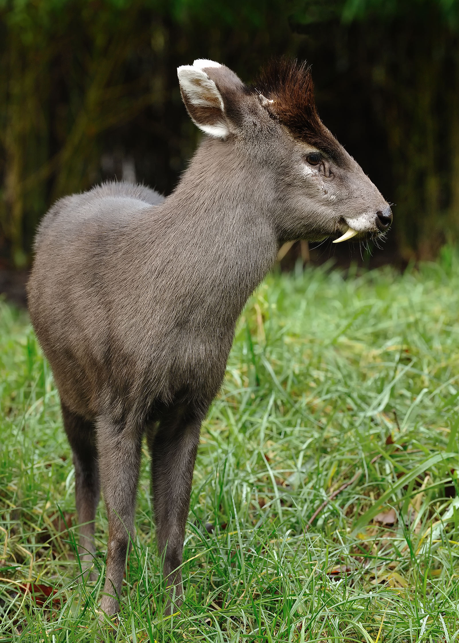 Meet the Tufted Deer – AnimalPages