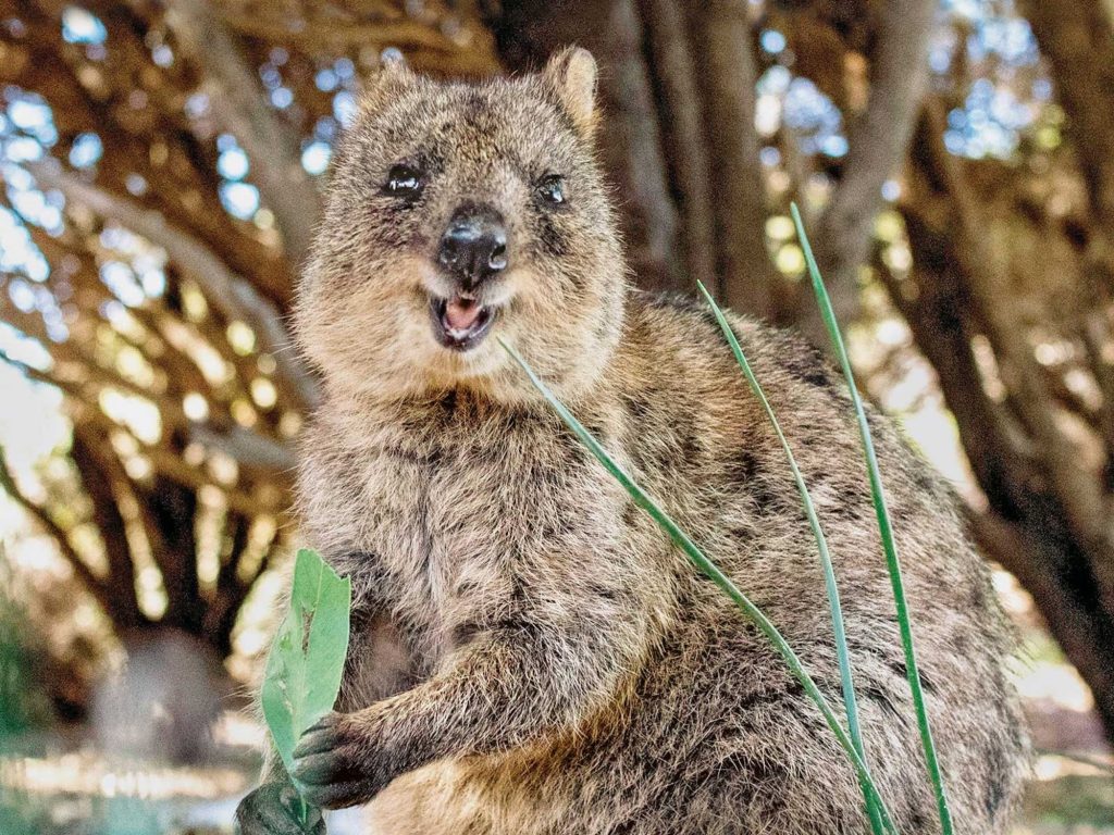 Meet the Quokka – AnimalPages