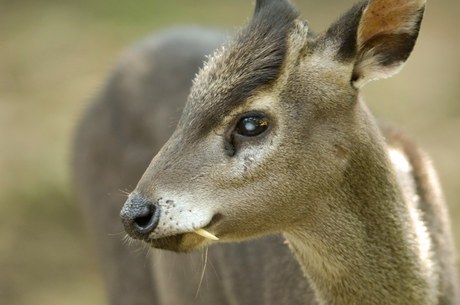 Meet the Tufted Deer – AnimalPages