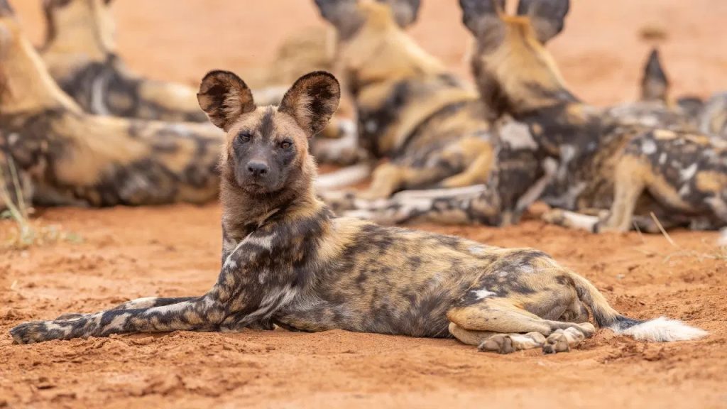 Meet the African Wild Dog – AnimalPages