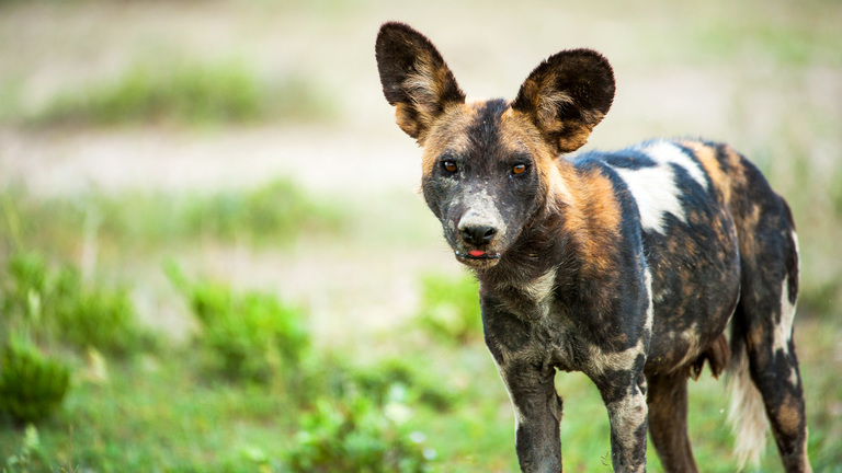 Meet the African Wild Dog – AnimalPages
