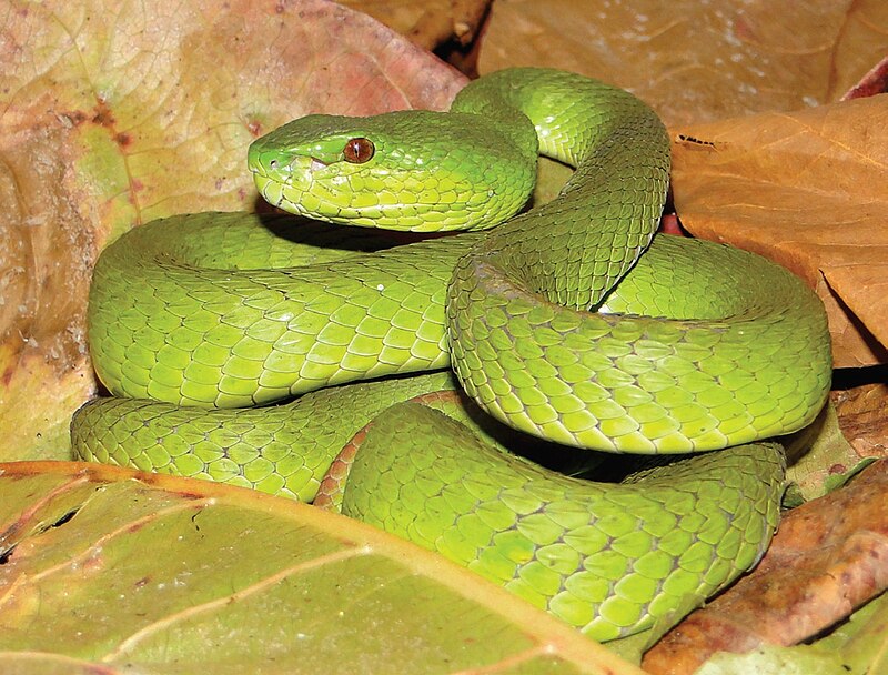 Meet the Blue Insularis Pit Viper – AnimalPages