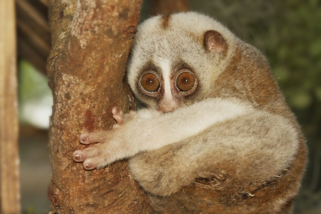 Slow Loris FAQs: Adorable but Deadly Fluff Balls – AnimalPages