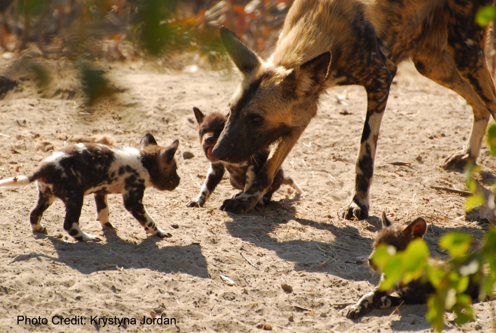 Meet the African Wild Dog – AnimalPages