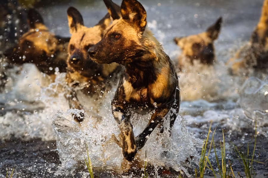 Meet the African Wild Dog – AnimalPages