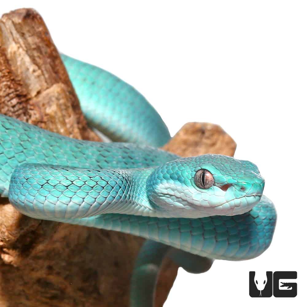 Meet the Blue Insularis Pit Viper – AnimalPages