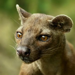 Meet the Fossa – AnimalPages