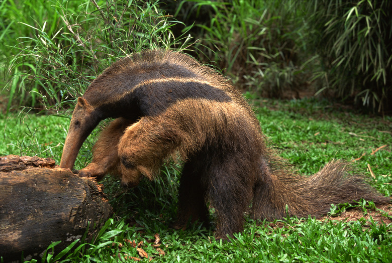 Meet the Anteater – AnimalPages