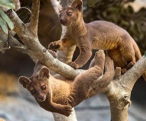 Meet the Fossa – AnimalPages