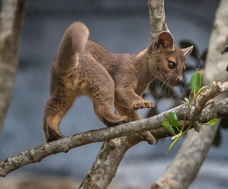 Meet the Fossa – AnimalPages