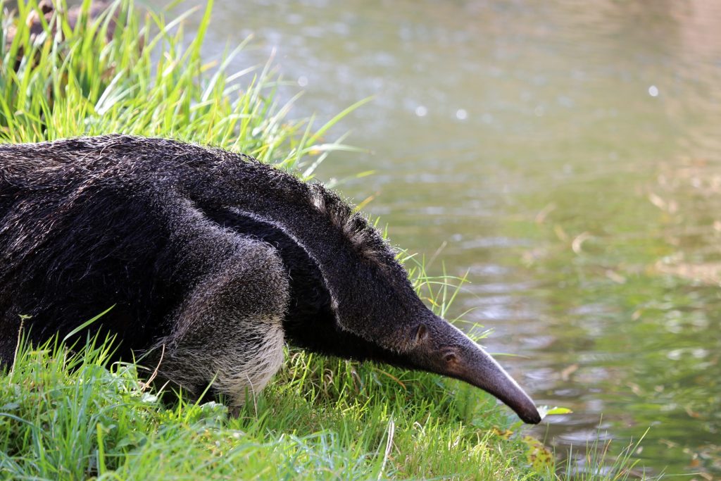 Meet the Anteater – AnimalPages