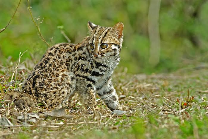 Meet the Asian Leopard Cat – AnimalPages