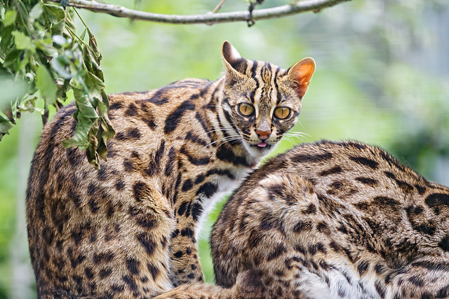 Meet the Asian Leopard Cat – AnimalPages
