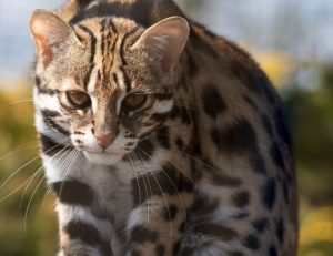 Meet the Asian Leopard Cat – AnimalPages