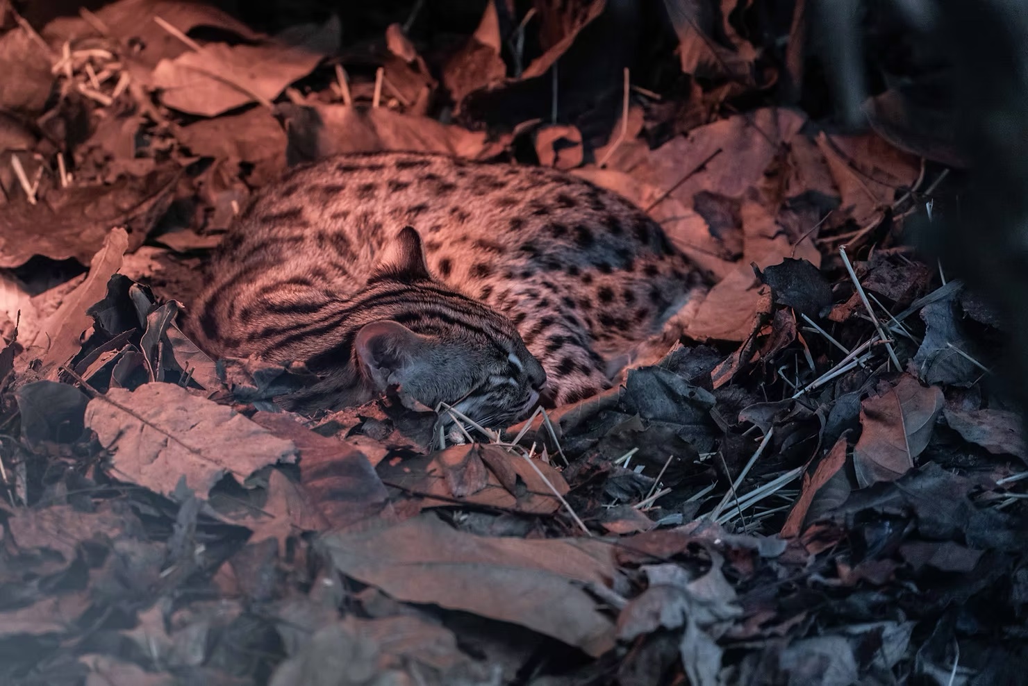 Meet the Asian Leopard Cat – AnimalPages