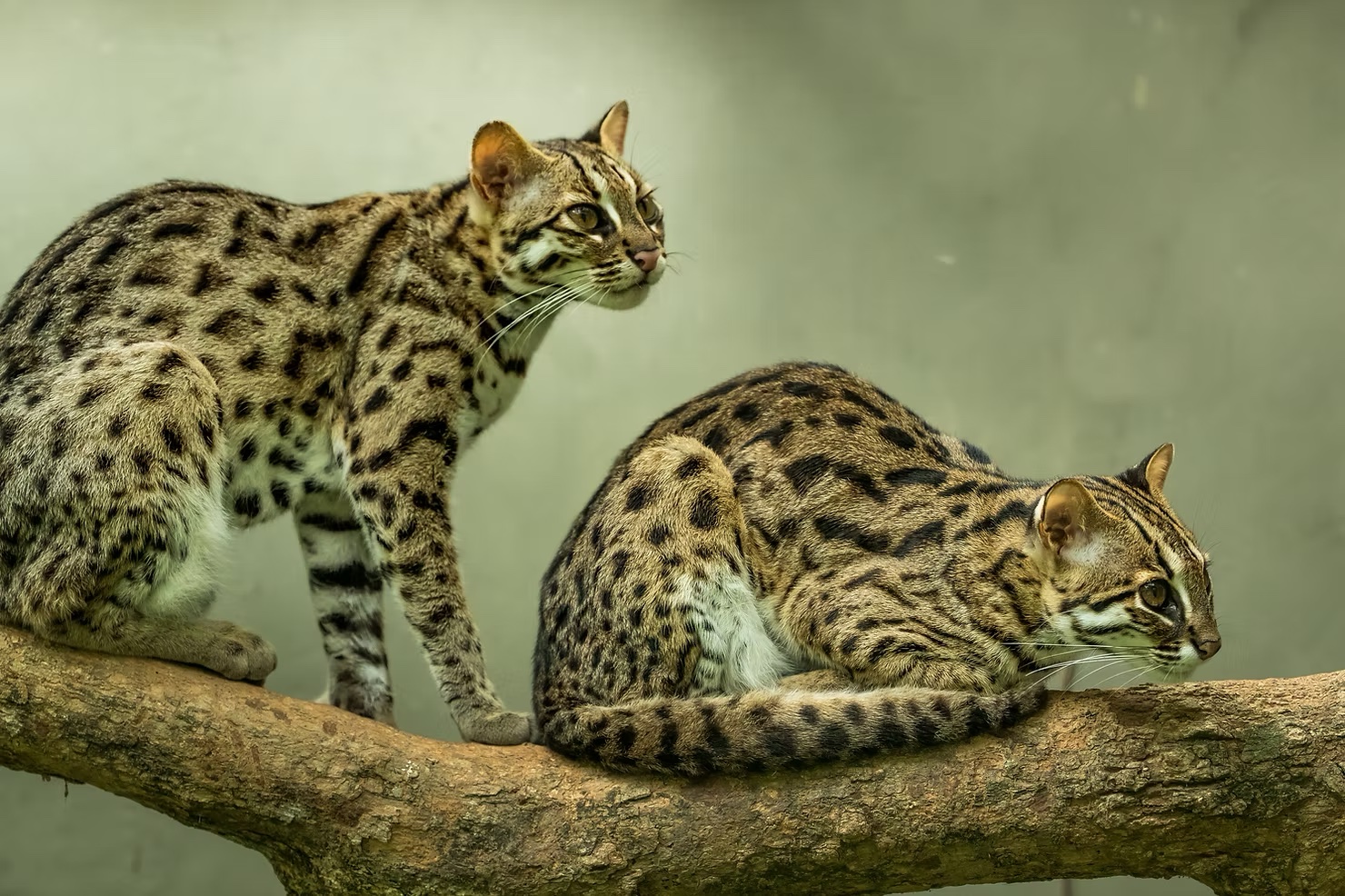 Meet the Asian Leopard Cat – AnimalPages