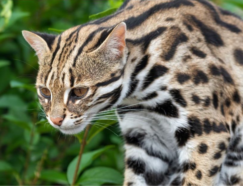 Meet the Asian Leopard Cat – AnimalPages