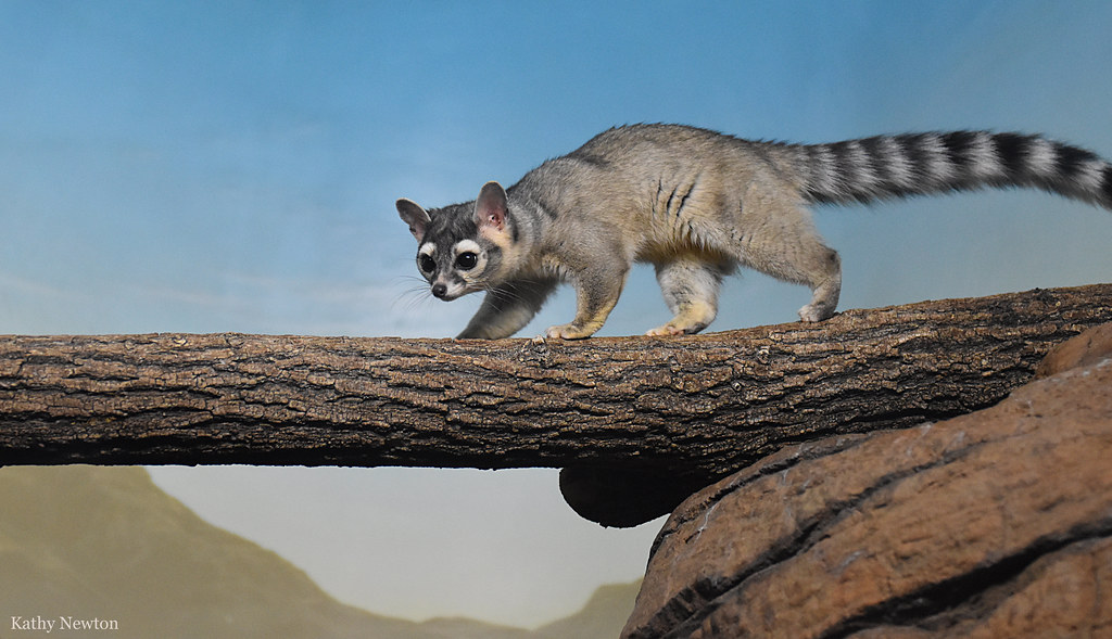 Meet the Ringtail: The Cat-Like Creatures of the Southwest – AnimalPages