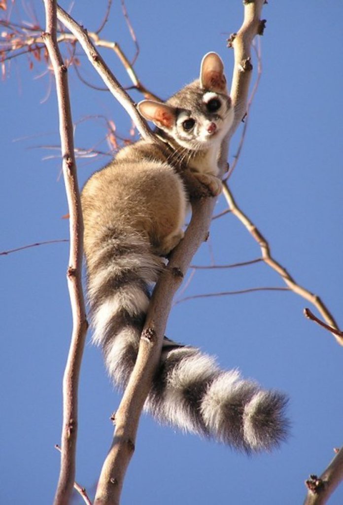 Meet the Ringtail: The Cat-Like Creatures of the Southwest – AnimalPages