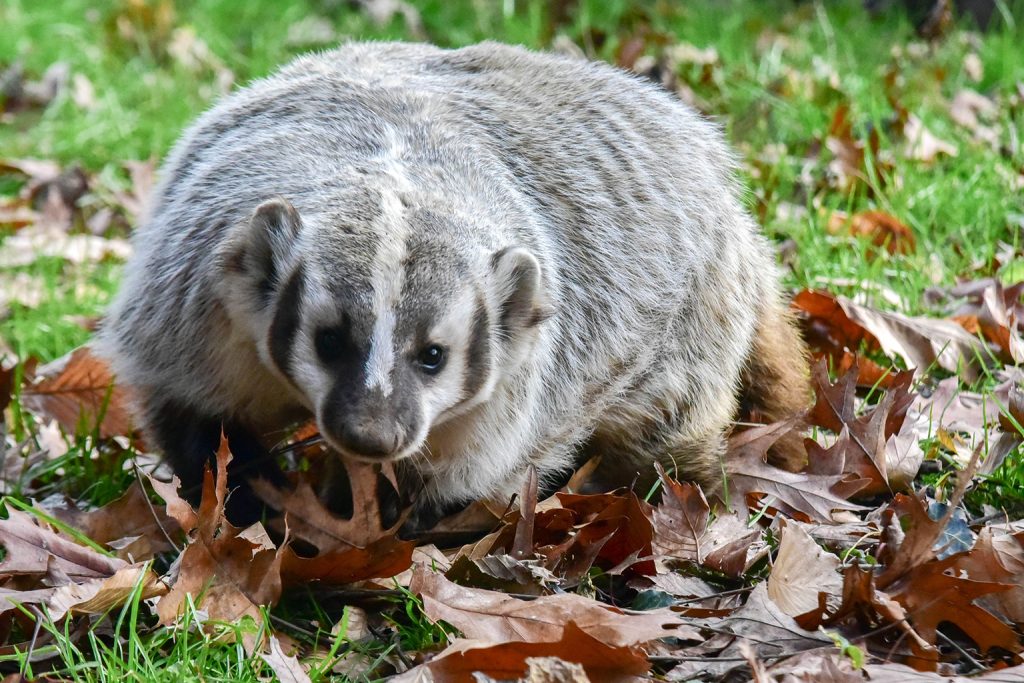 Meet the American Badger – AnimalPages