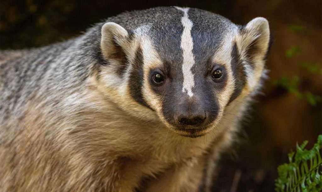 Meet the American Badger – AnimalPages
