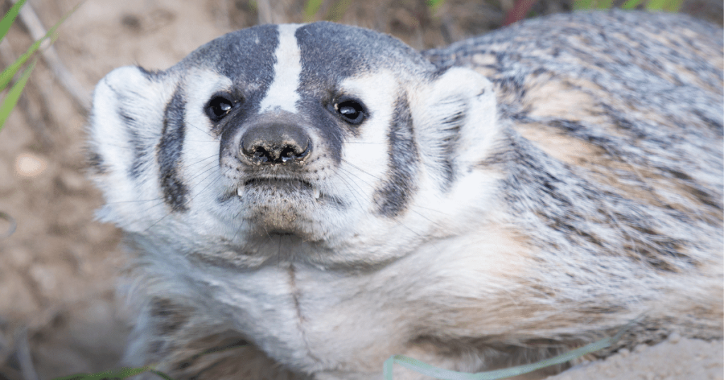 Meet the American Badger – AnimalPages