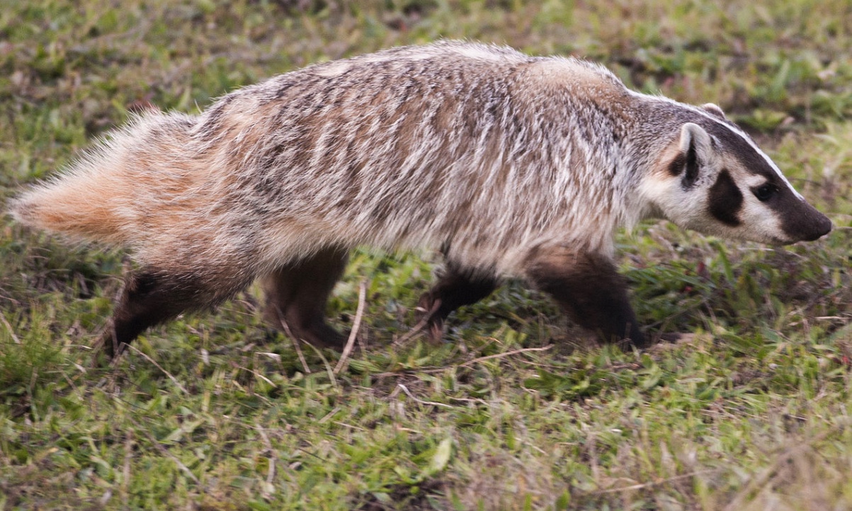 Meet the American Badger – AnimalPages