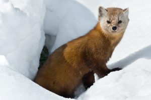 Meet the Marten – AnimalPages