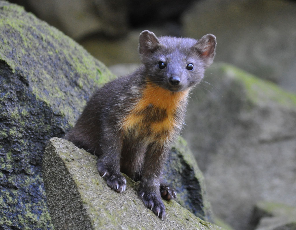 Meet the Marten – AnimalPages