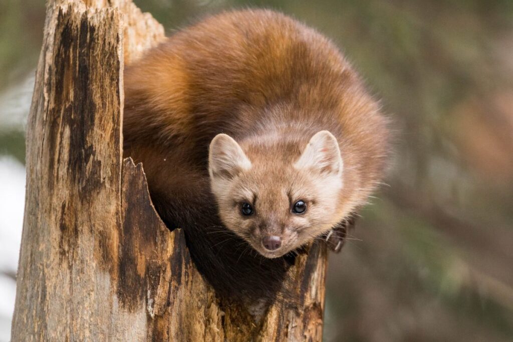 Meet the Marten – AnimalPages