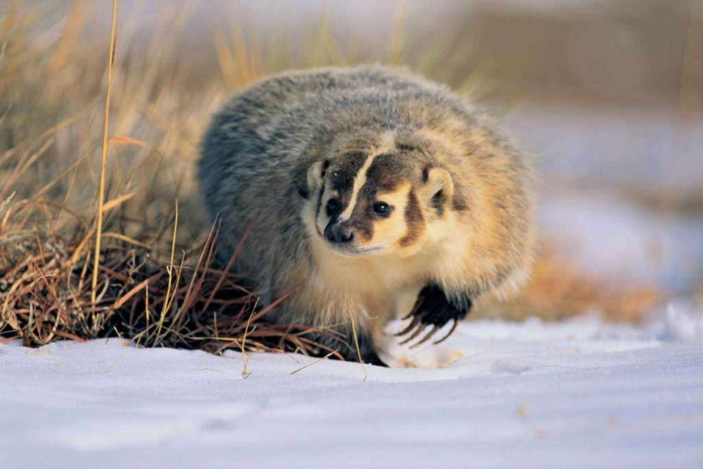 Meet the American Badger – AnimalPages