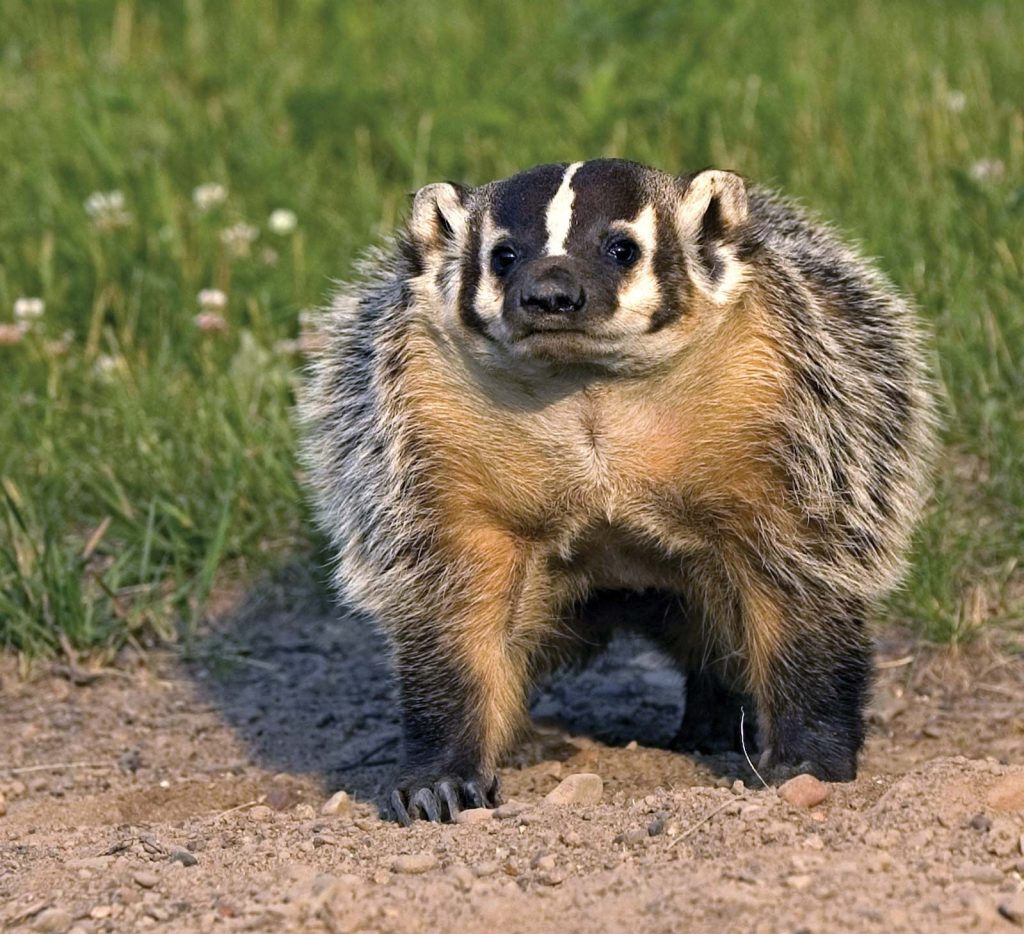 Meet the American Badger – AnimalPages