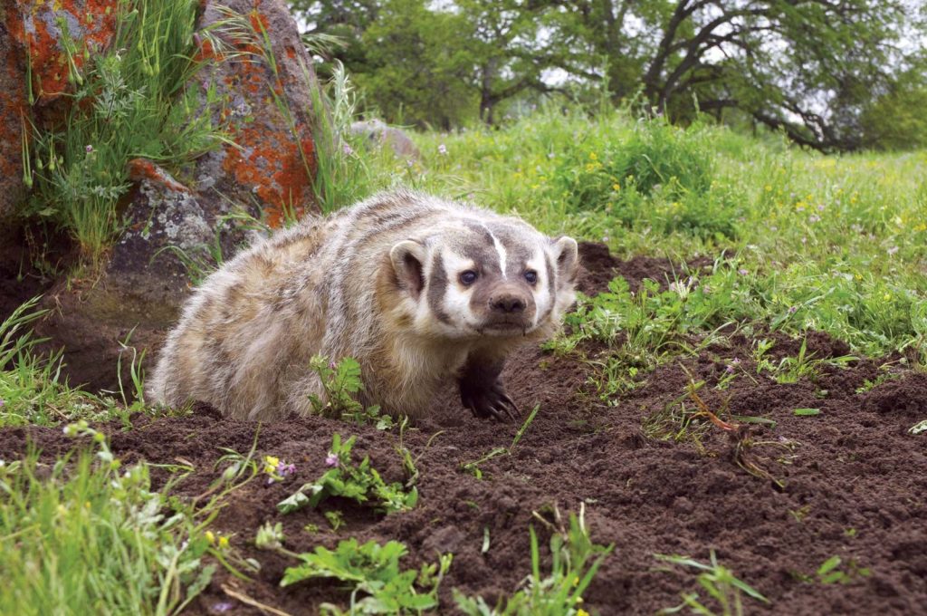 Meet the American Badger – AnimalPages