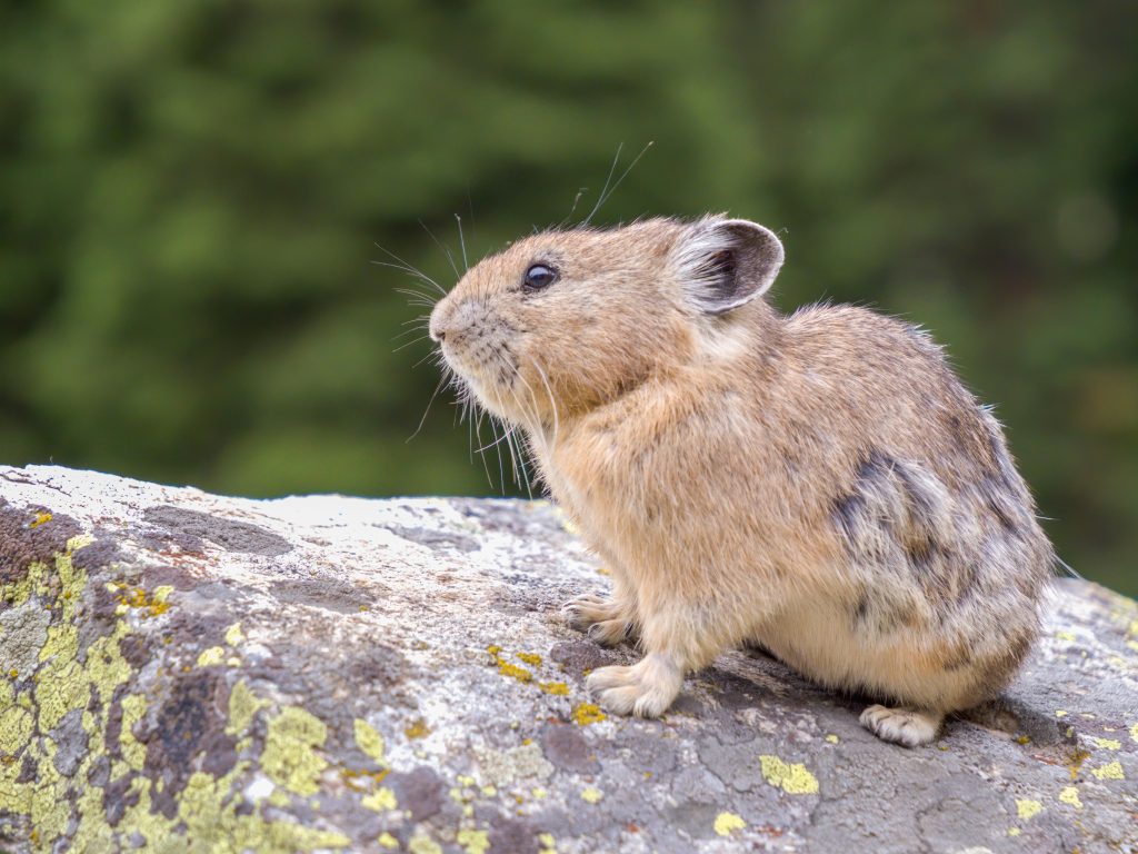 FAQ: What’s a Pika? – A Guide to Nature’s Cutest High-Altitude Critter ...