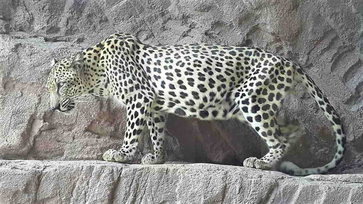Meet the Arabian Leopard: The Vanishing Ghosts of the Desert – AnimalPages