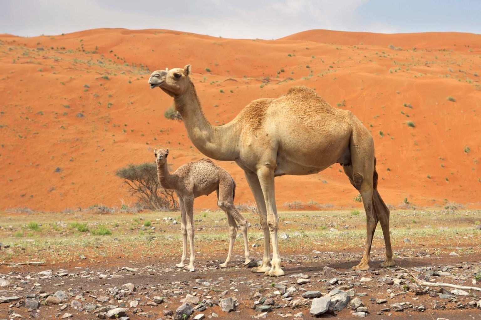 Meet the Camels: Exploring the Three Types of Camelids – AnimalPages