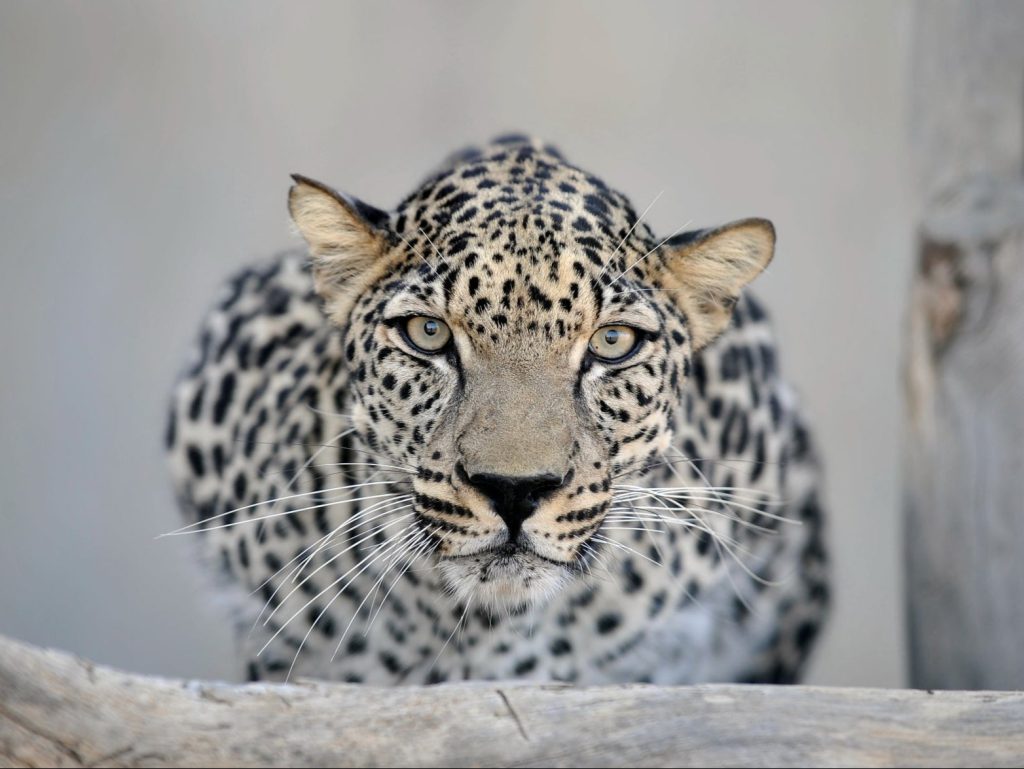 Meet the Arabian Leopard: The Vanishing Ghosts of the Desert – AnimalPages
