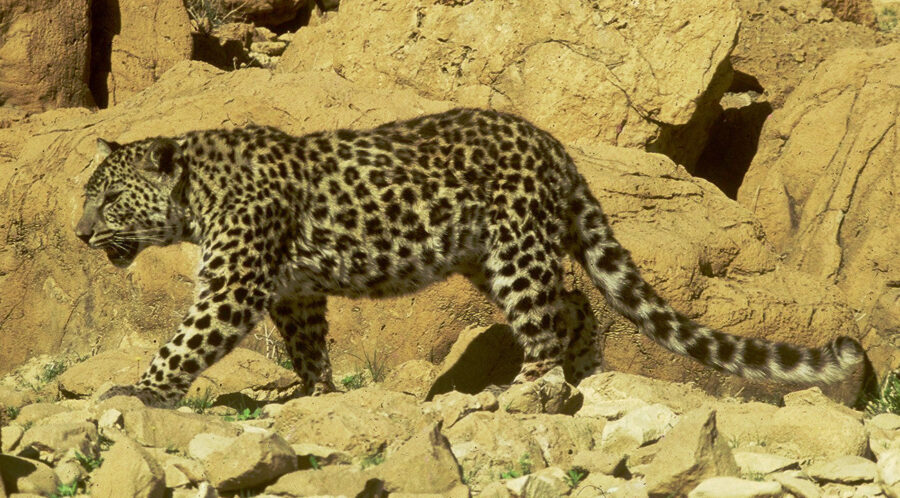 Meet the Arabian Leopard: The Vanishing Ghosts of the Desert – AnimalPages