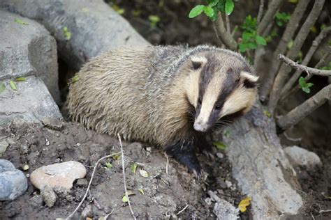 Meet the Asian Badger – AnimalPages