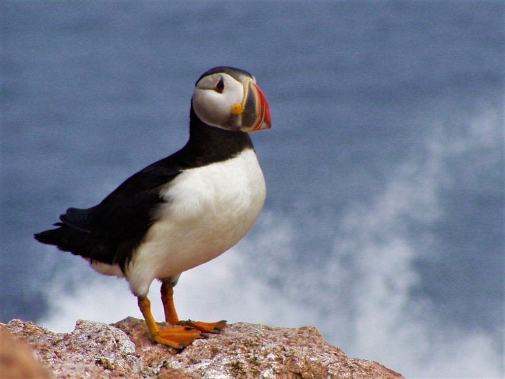 Meet the Atlantic Puffin – AnimalPages