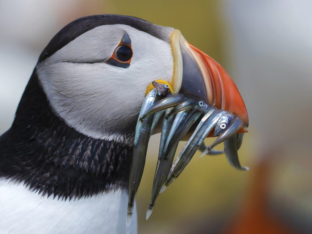Meet the Atlantic Puffin – AnimalPages