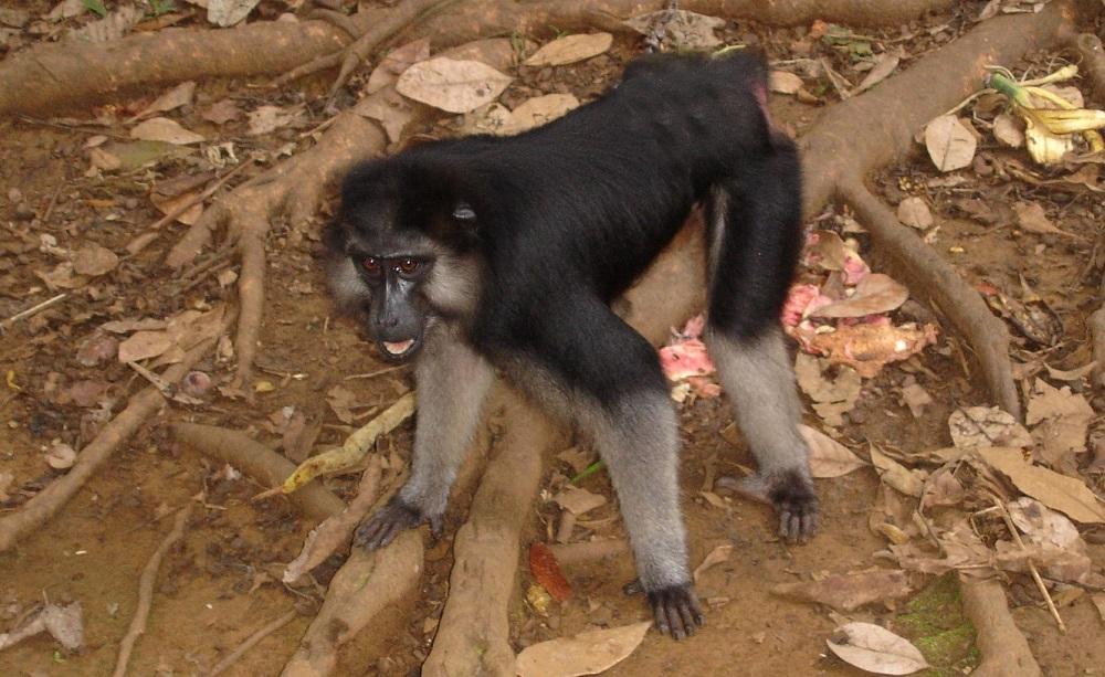 Meet the Macaques: Clever, Social, and Surprisingly Widespread ...