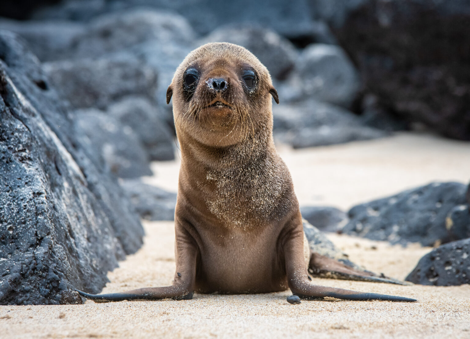 Galápagos Fur Seal vs. Galápagos Sea Lion: What’s the Difference ...