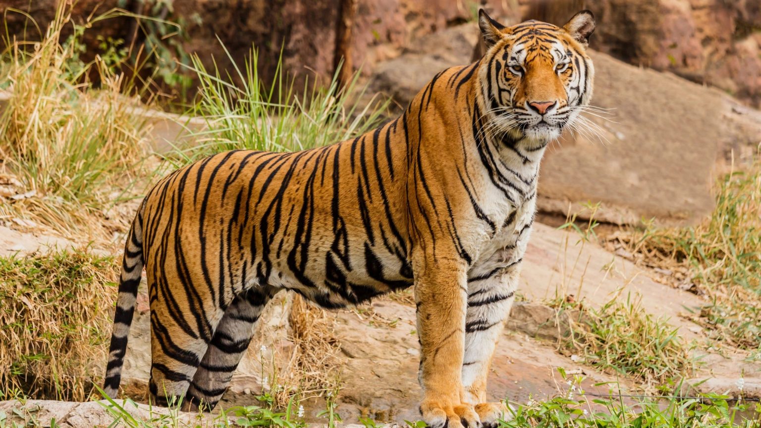 Meet the Tiger Subspecies: Stripes of Diversity – AnimalPages