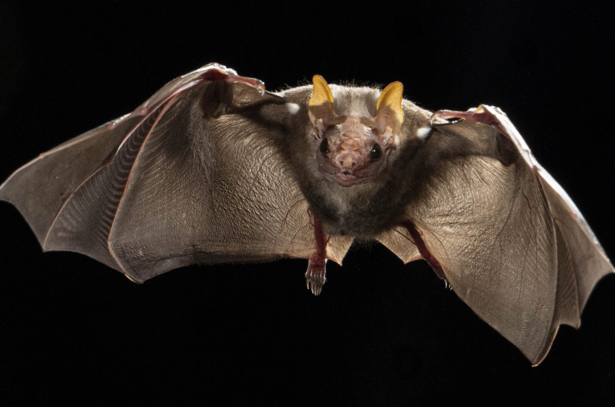 Meet the Bumblebee Bat: The World’s Smallest Mammal with a Big Mystery ...